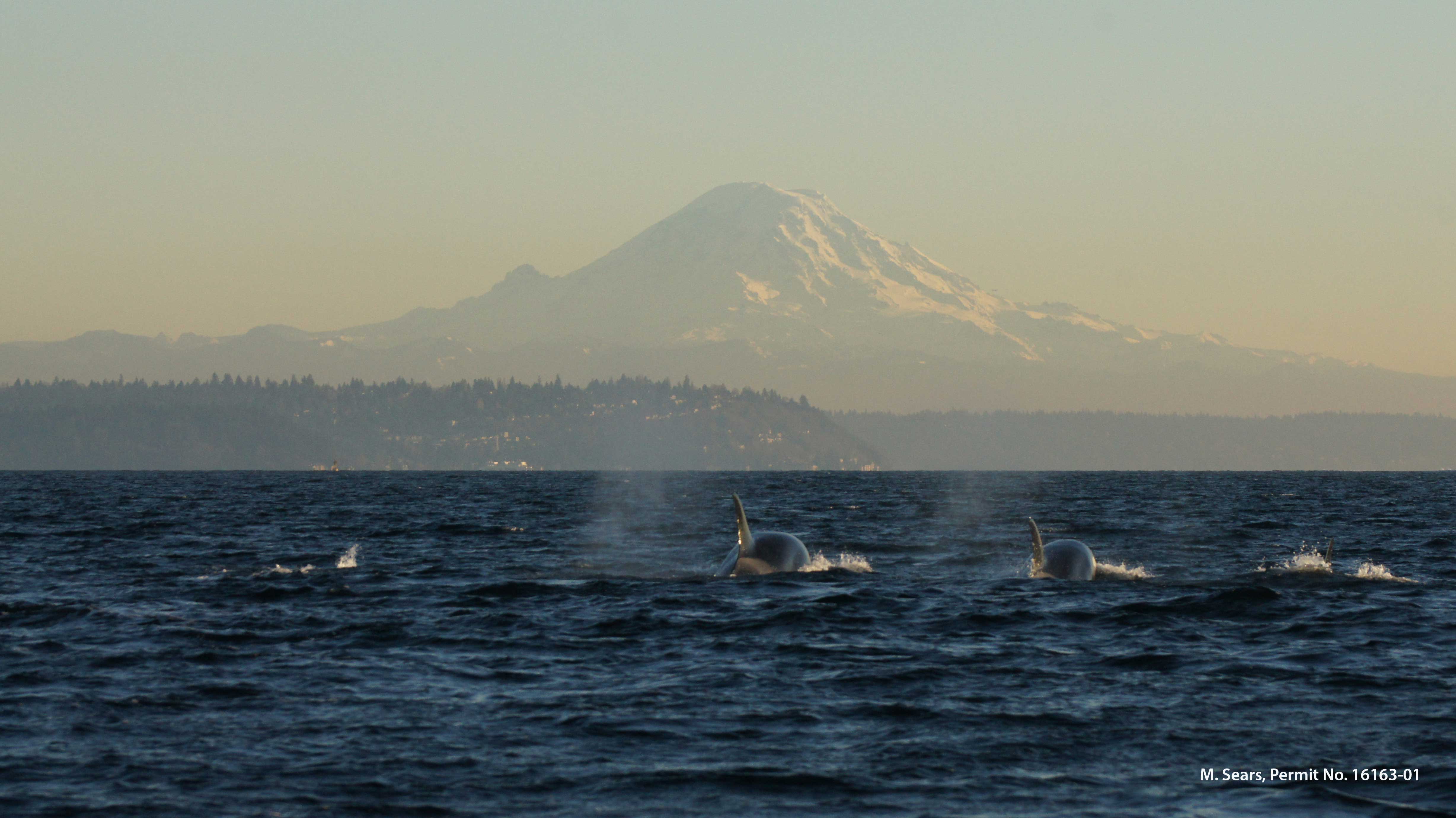Whale Trail Monthly Meeting: Working Together for the Southern Resident ...